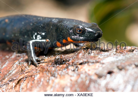 CYNOPS ORIENTALIS CHINESE FIRE BELLIED NEWT Stock Photo: 22662579 - Alamy