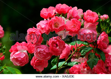 Shrub rose Angela, Rose spec., shrub rose Angela, Rose spec. , Shrub ...
