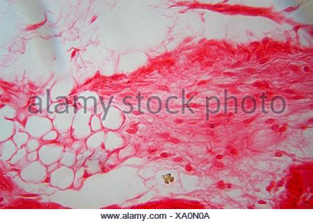 Cells of trachea tissue under the microscope Stock Photo: 93549324 - Alamy