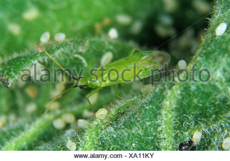 Predatory mirid bug Macrolophus pygmaeus adult a commercial predator ...