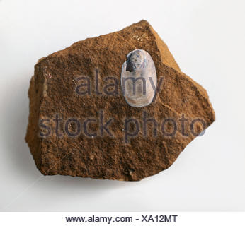 Lingula, a brachiopod Stock Photo - Alamy