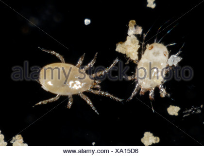 A predatory mite Amblyseius swirskii attacking a food mite Stock Photo ...