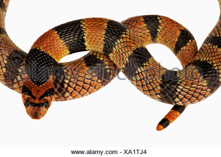 Cape Coral Snake Aspidelaps lubricus cowlesi Native to Southern Stock ...