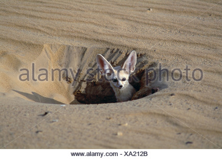 Fennec fox, (Vulpes zerda) near its burrow , Photographed in Israel ...