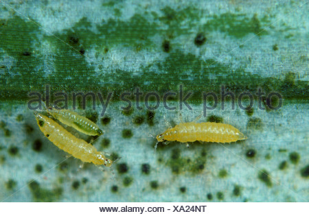 Gladiolus thrips Thrips simplex nymphs on damaged Gladiolus leaf Stock ...