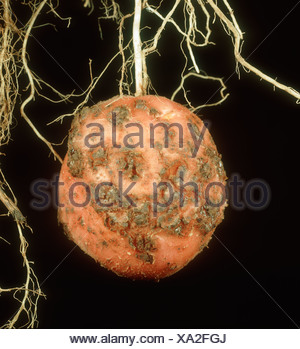 Common scab Streptomyces scabies bacterial lesions on a potato tuber ...