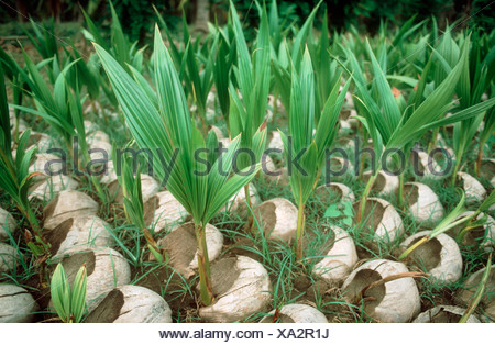 Coconut seedlings Cocos nucifera in a tree nursery Quelimane Stock ...