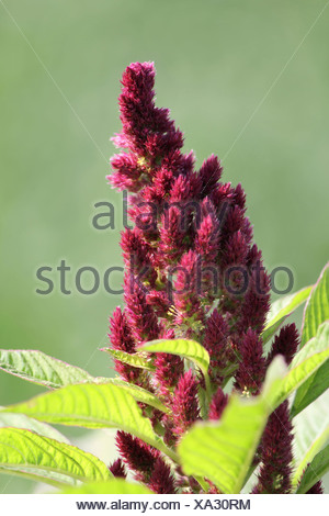 Rajgira or Amaranth plant Stock Photo: 53526606 - Alamy