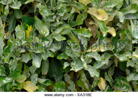 Powdery mildew (Oidium euonymi-japonici) infection on a Euonymus Stock ...