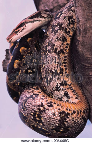 INDIAN ROCK PYTHON. Python molurus molurus, non venomous. rare Stock ...