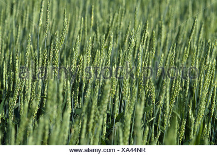 WHEAT HEADS JUST PAST BOOT STAGE ILLINOIS Stock Photo - Alamy