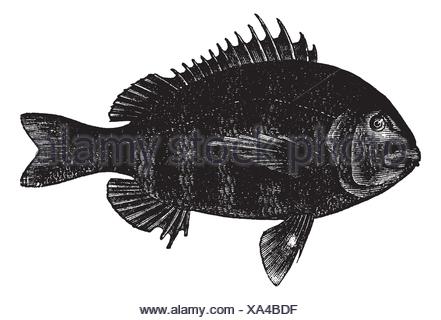 Sheepshead Fish Drawing Stock Vector Art & Illustration, Vector Image ...