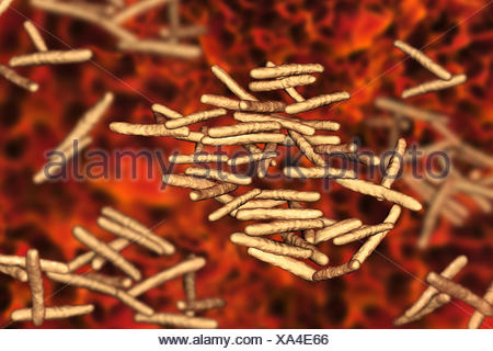 Mycobacterium avium, computer illustration. This rod-shaped bacterium ...