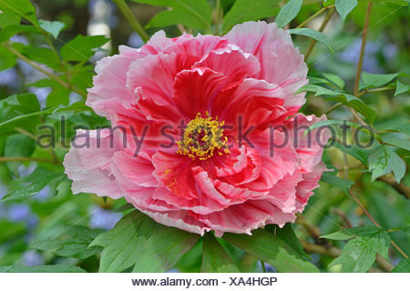 Tree peony (Paeonia suffruticosa 'Shima-Nishiki' Stock Photo - Alamy