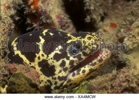 Chain moray eel (Echidna catenata) portrait with mouth open. East Stock ...