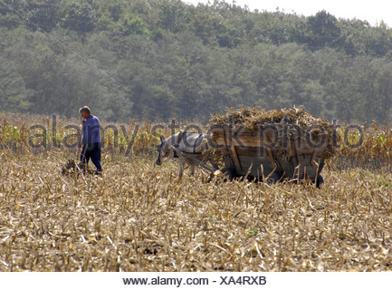 Bulgaria. Senokos cart horse Maize farm farms farming crop crops corn ...
