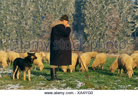 Sheepherder with German Sheperd dog and herd of sheep Stock Photo - Alamy