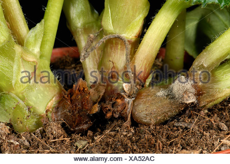 Grey mould Botrytis cinera infection on the stem of a begonia house ...