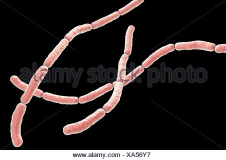 Rat bite fever bacteria. Computer illustration of chains of Stock Photo ...