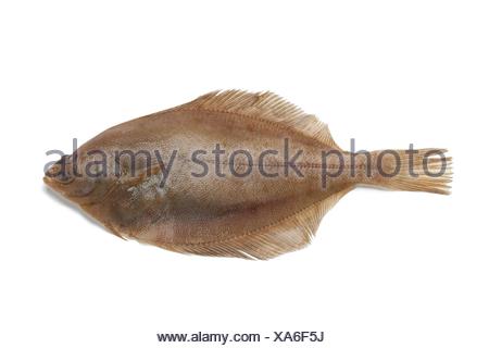 Fresh single Common dab fish on white background Stock Photo: 94950277 ...