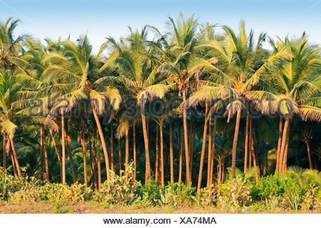 Coconut trees at Guhagar, Konkan, Maharashtra Stock Photo - Alamy