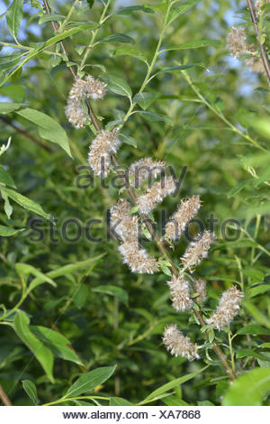 Bay Willow - Salix pentandra Stock Photo - Alamy