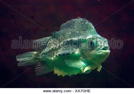 lumpsucker, lumpfish, hen-fish, henfish, sea hen (Cyclopterus Stock ...