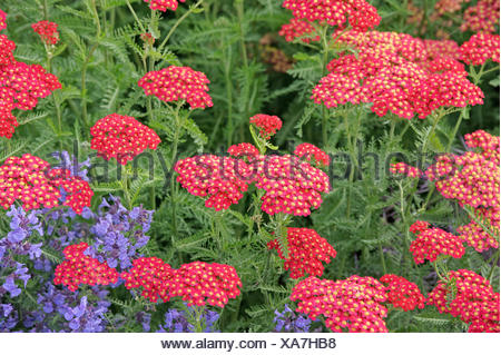 Yarrow, Common yarrow (Achillea millefolium 'Paprika', Achillea Stock ...