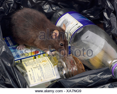 A brown rat around rubbish in a bin bag Stock Photo: 23421884 - Alamy