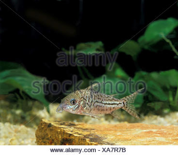 Leopard catfish (Corydoras julii), freshwater aquarium, native to the ...