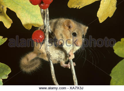 Common dormouse / hazel dormouse (Muscardinus avellanarius) eating ...