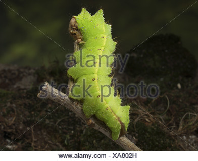 Chinese Oak Tasar Silkmoth (Antheraea pernyi), eating larva Stock Photo ...
