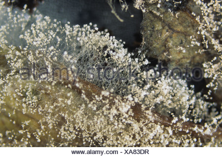 Grey mould (Botrytis cinerea) rotting strawberry fruit Stock Photo ...