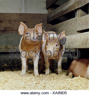 40 LB CROSSBRED YORKSHIRE, DUROC & HAMPSHIRE PIGS Stock Photo: 50519867 ...