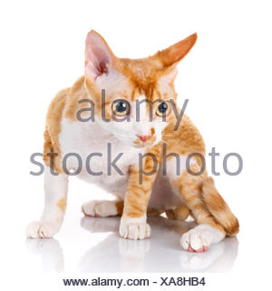 Orange devon rex cat with big ears looking up on white background Stock ...