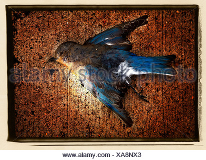 dead blue fly Stock Photo: 226462119 - Alamy