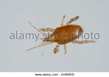 Predatory mite (Macrocheles robustulus) adult predator with phoretic ...