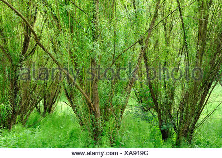 common osier (Salix viminalis), in winter, Germany Stock Photo ...