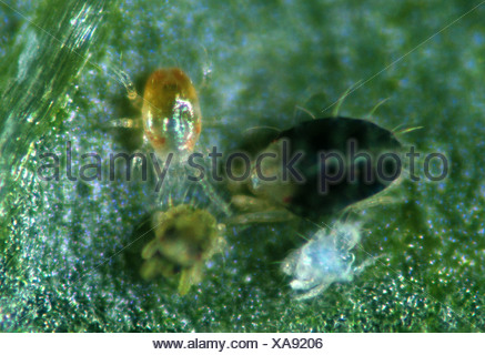 Predatory mite (Typhlodromus pyri) feeding on Panonychus ulmi prey mite ...