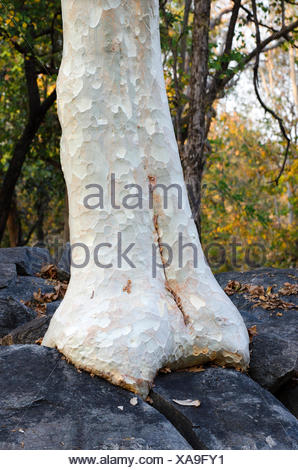 Indian ghost tree, Kullu (Sterculia urens), blooming, India, Madhya ...