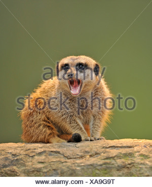 Meerkat With Mouth Open (Suricata suricatta Stock Photo - Alamy