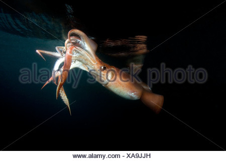 Jumbo or Humboldt squid, Dosidicus gigas, Sea of Cortez, Mexico Stock ...
