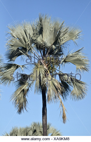African Fan Palm (Borassus aethiopum), Murchinson Falls National Stock ...