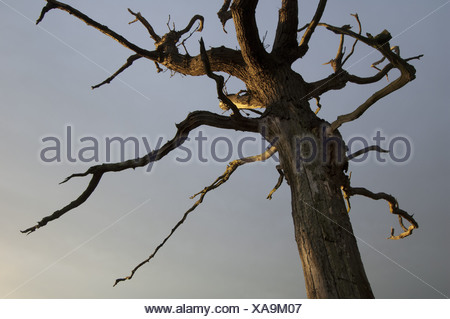 Dead common oak / pedunculate oak / European oak / English oak tree ...