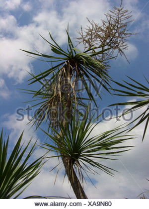 Blue Dracaena, Mountain Cabbage Tree (Cordyline indivisa, Dracaena ...