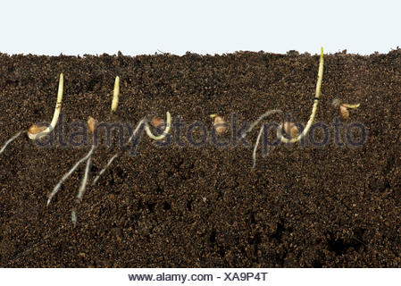 Germinating wheat seedling with roots and coleoptile just emerging ...