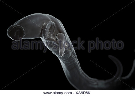 Schistosomiasis also known as snail fever is parasitic disease caused ...