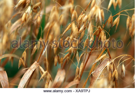 oat plant with grains - avena sativa in field Stock Photo - Alamy