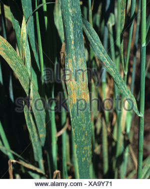 Crown rust Puccinia coronata infection on ryegrass Lolium sp leaves ...