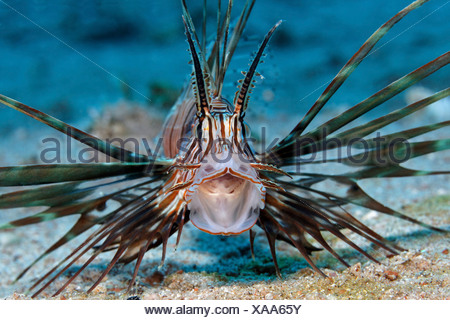 Young Red lionfish (Pterois volitans) on Toxic finger-sponge Stock ...